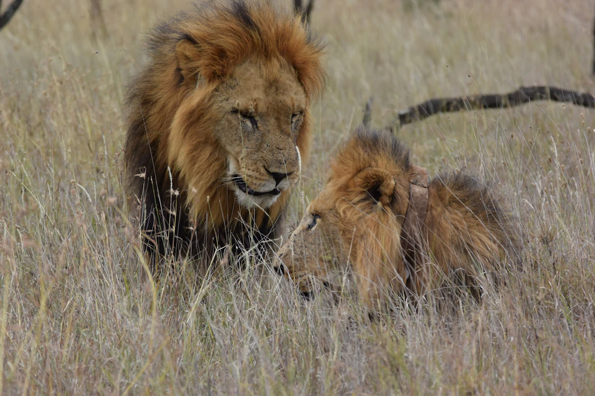 Wildlife Safari Joins Forces on a Groundbreaking African Lion ...